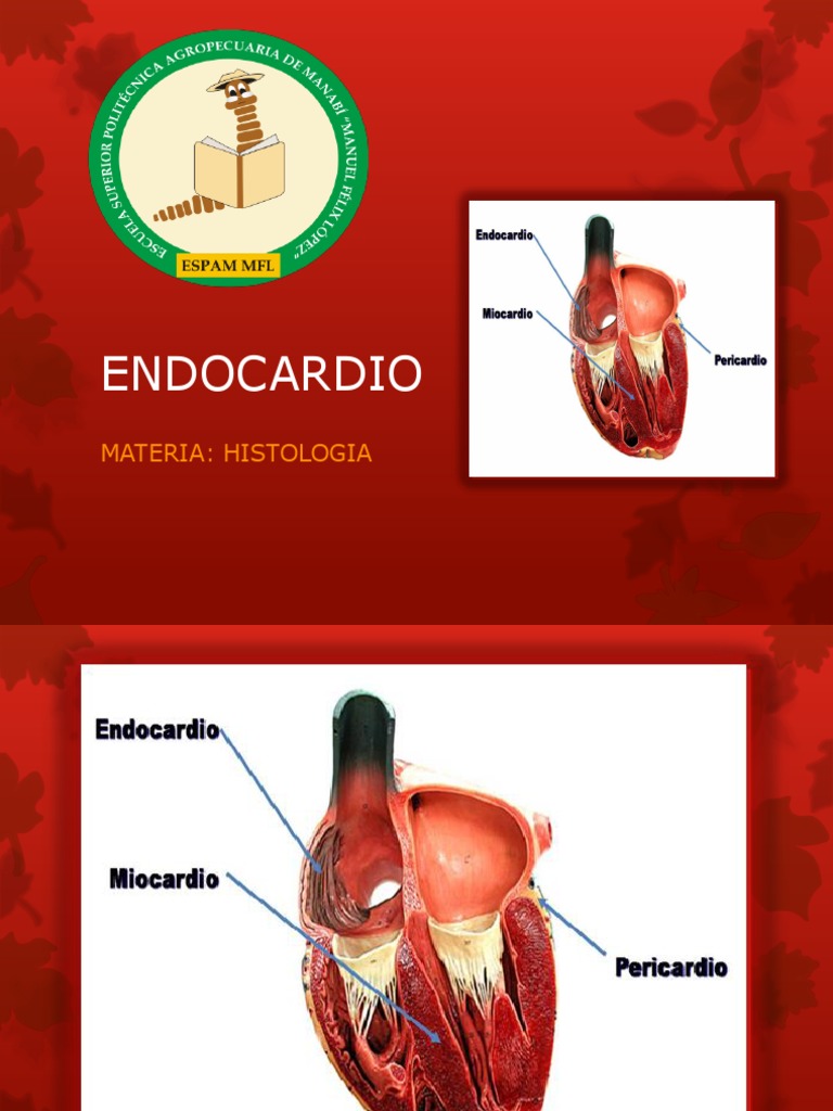 Endocardio | PDF | Ciencia y matemáticas