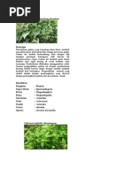 Hama Penyakit Tanaman Terong | PDF