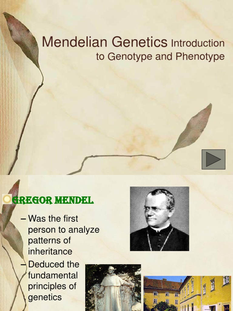 Mendelian Genetics: To Genotype and Phenotype | PDF | Meiosis ...