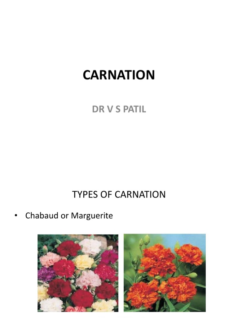 Carnation | PDF | Soil | Landscape