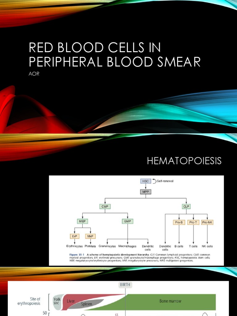 Peripheral Blood Smear | PDF | Anemia | Red Blood Cell