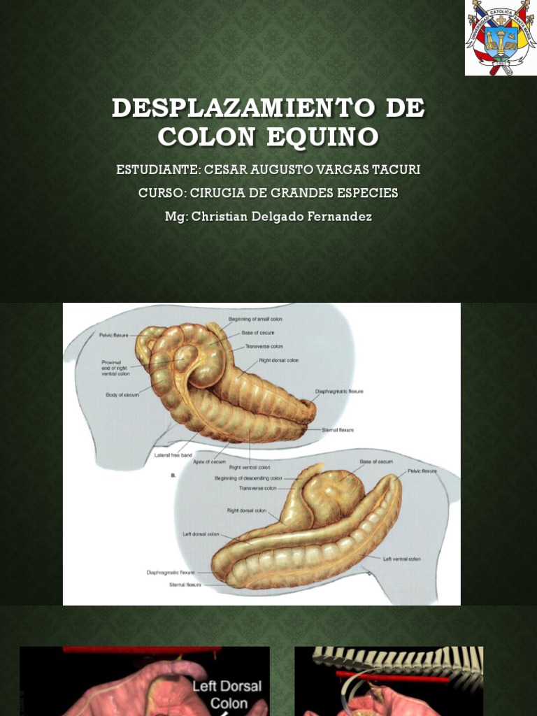 Desplazamiento de Colon Equino CX | PDF