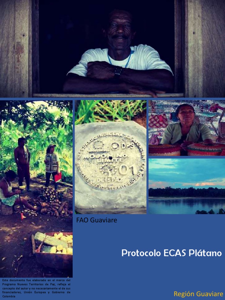 Manejo Integrado Del Cultivo de Platano | PDF | Suelo | Ciencias de la Tierra