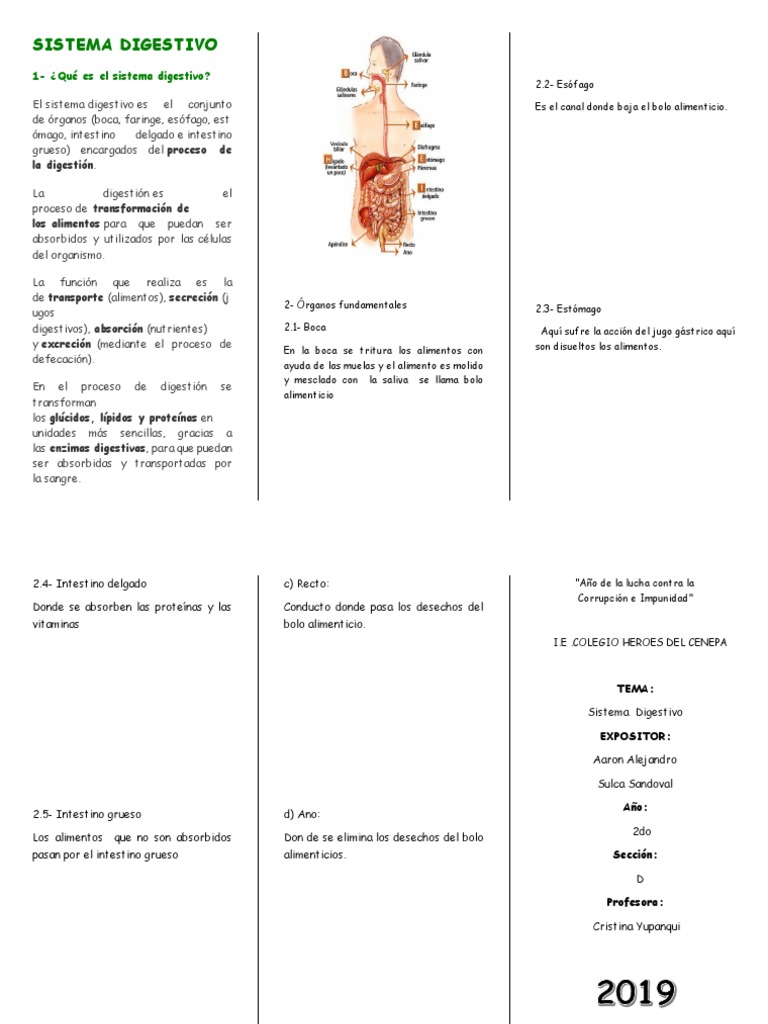 Sistema Digestivo Aaron 2 | PDF | Sistema digestivo humano | Digestión