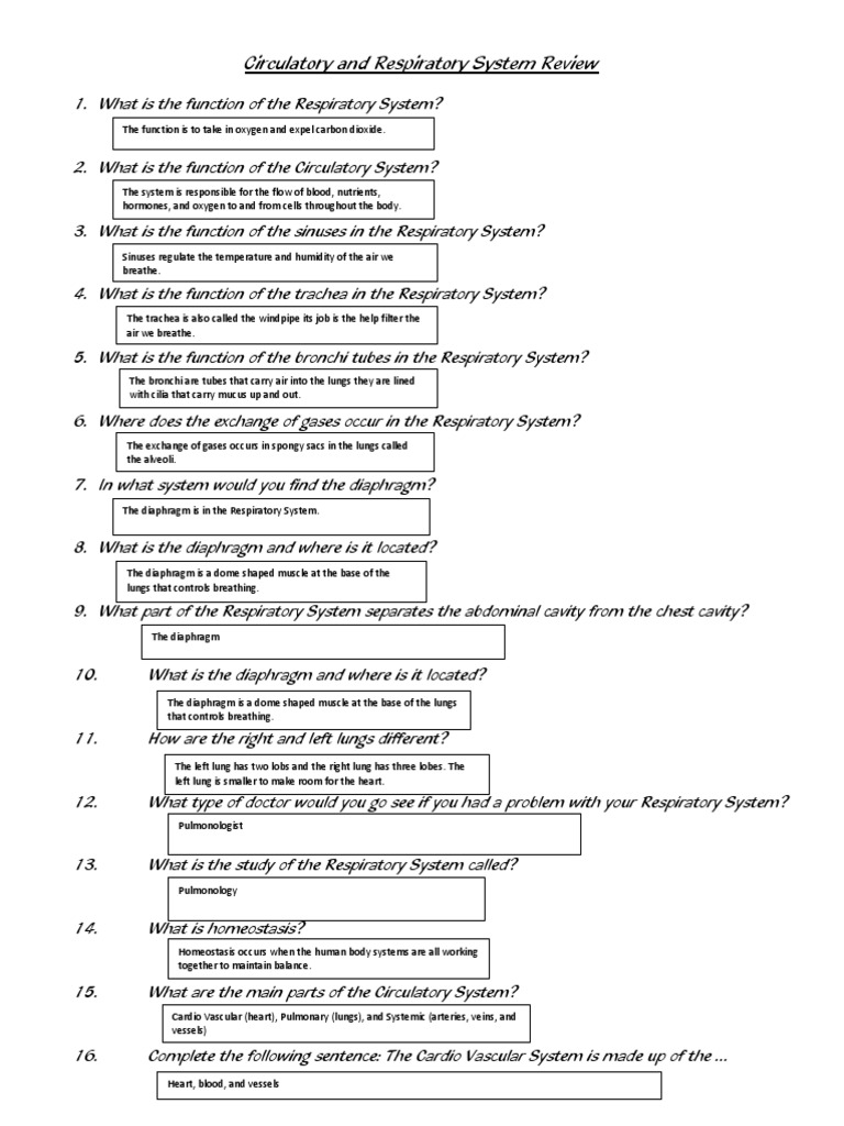 Circulatory and Respiratory System Review PDF | PDF | Respiratory Tract ...