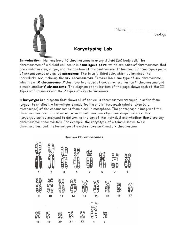 Karyotype Lab PDF | PDF | Karyotype | Chromosome