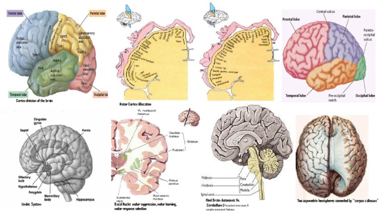 Brain Structure Laminate | PDF