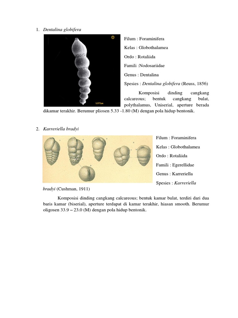 Foraminifera Bentonik | PDF