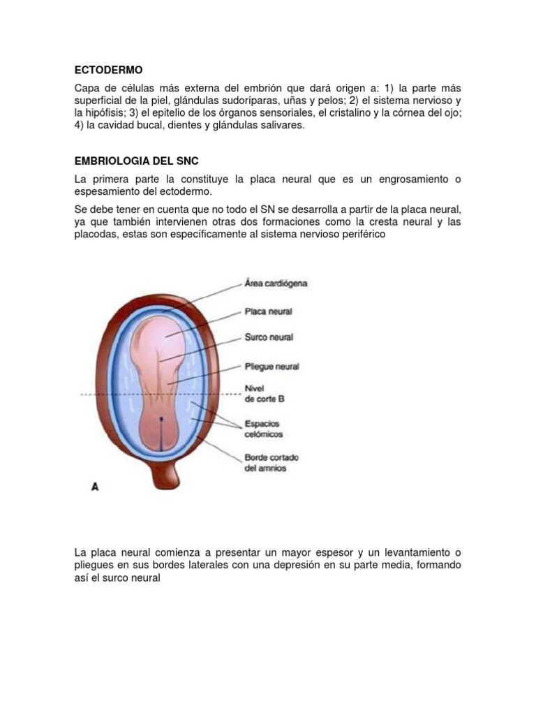 Embriologia SNC | PDF | Anatomía humana | Neurociencia