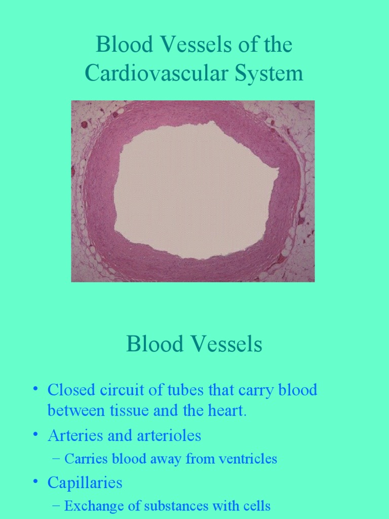 Blood Vessels of The Cardiovascular System | PDF