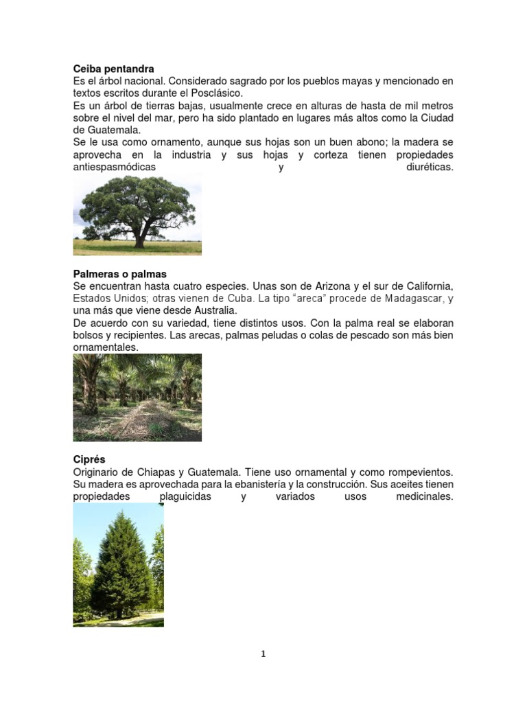 Especies de Arboles de Guatemala | PDF | Arboles | Arecaceae