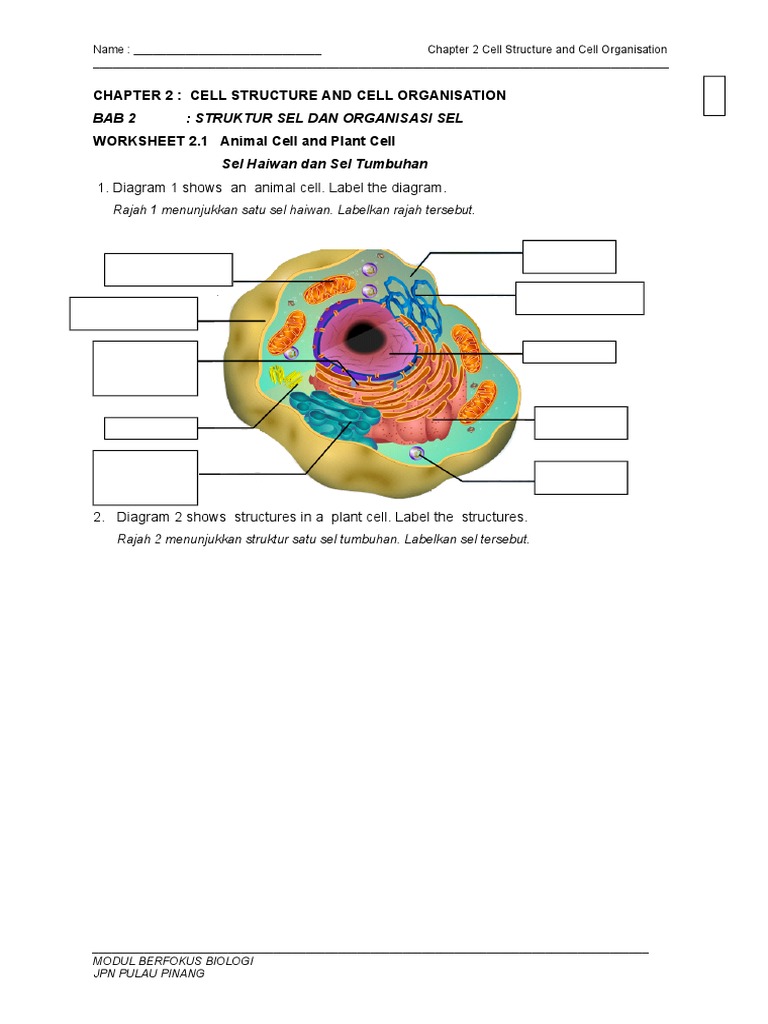 Animal Plant Cell Worksheet Animal And Plant Cells – Organelle