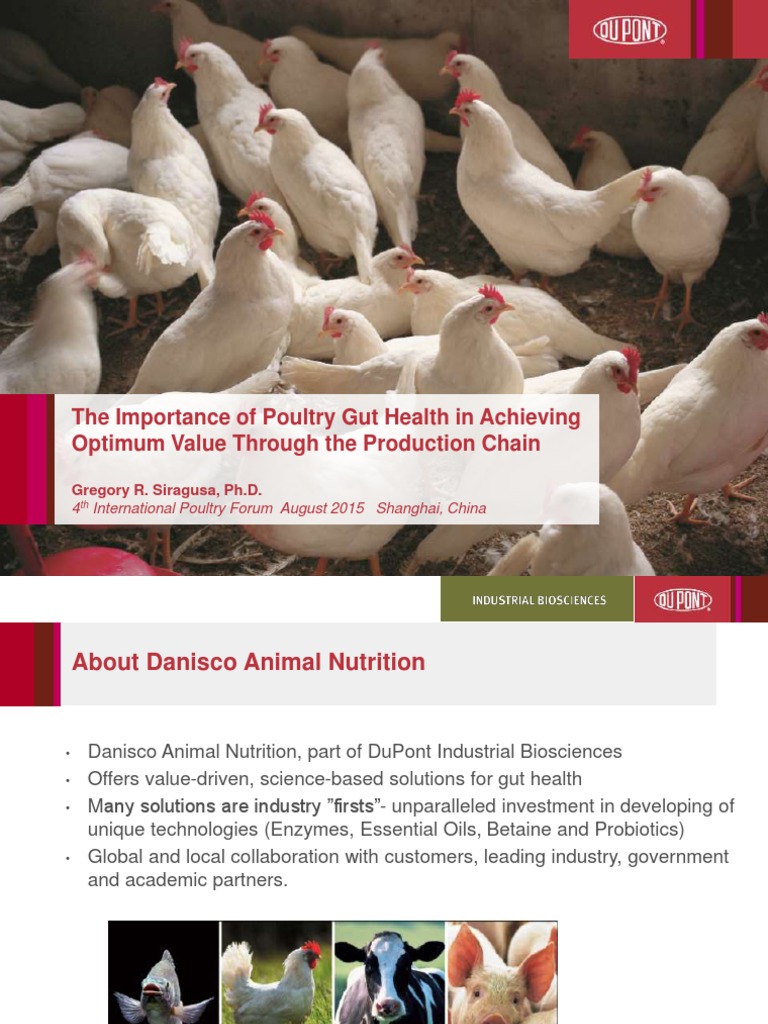 Poultry Gut Health for Optimal Production | PDF | Probiotic | Gut Flora