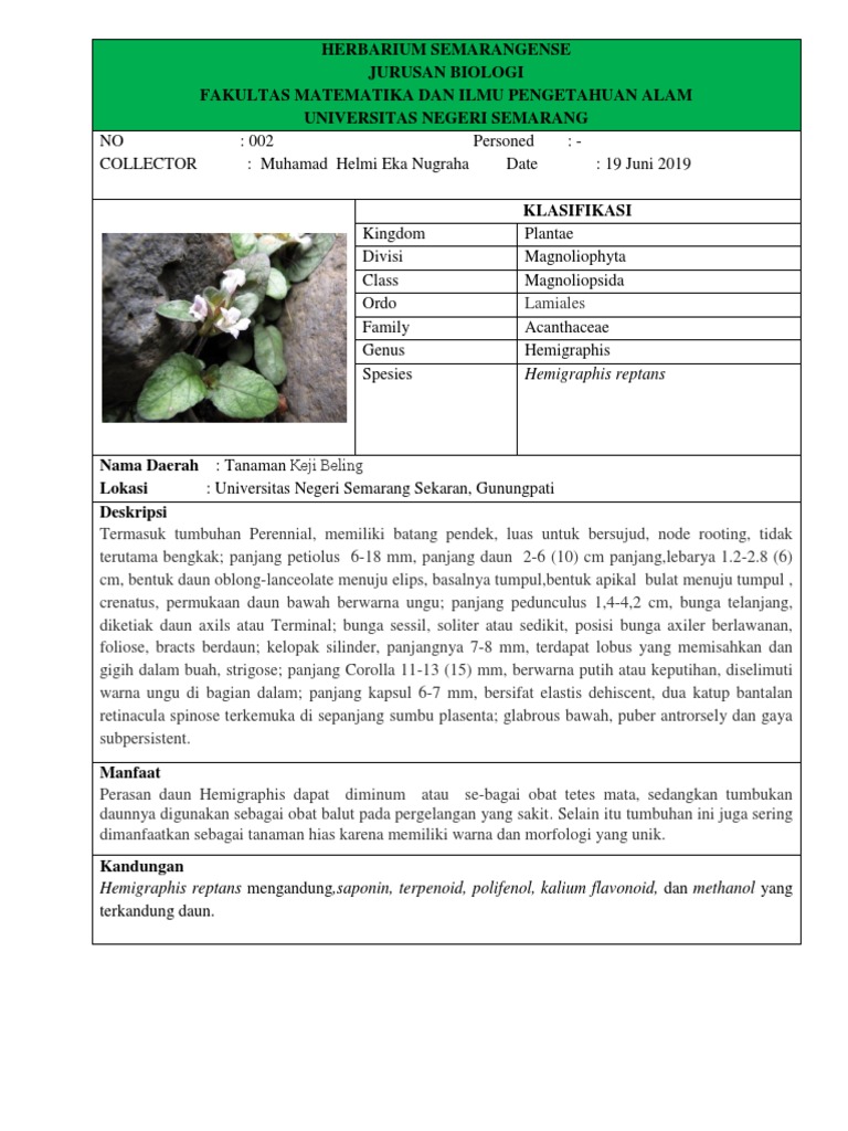 Herbarium Hemigraphis Reptans | PDF | Griya & Taman | Kesehatan Holistik