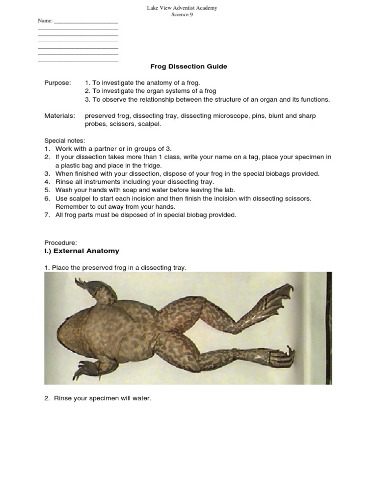 Frog Dissection Guide | PDF | Frog | Gastrointestinal Tract