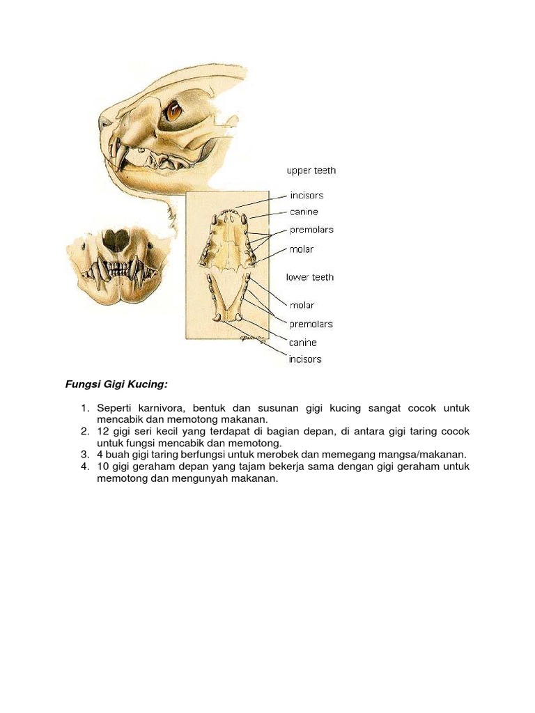 Fungsi Gigi Kucing | PDF