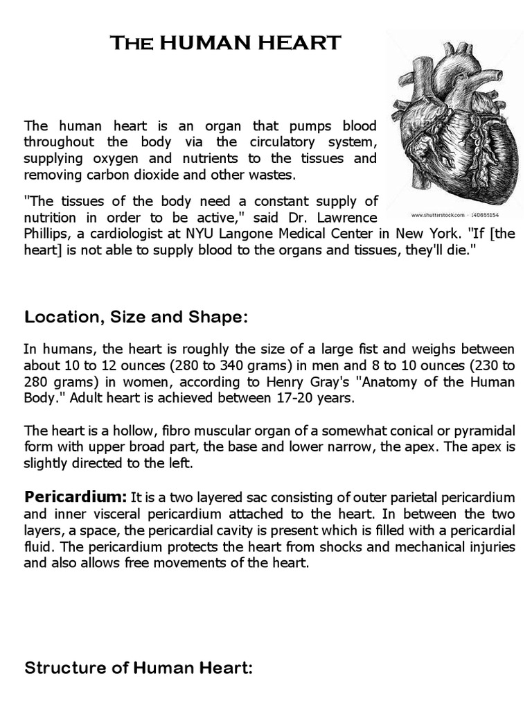 The Human Heart | PDF | Heart Valve | Heart