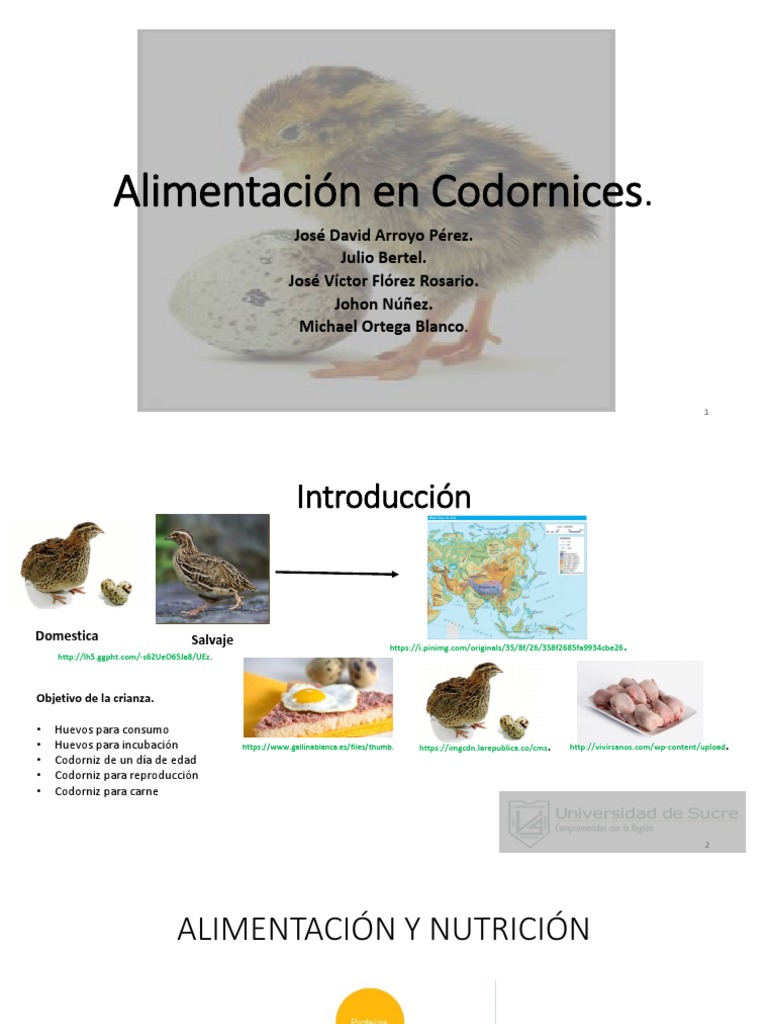 Alimentación en Codornices | PDF | Alimentos | Aves