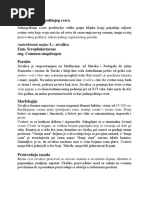 Ruze Topalovic Katalog | PDF