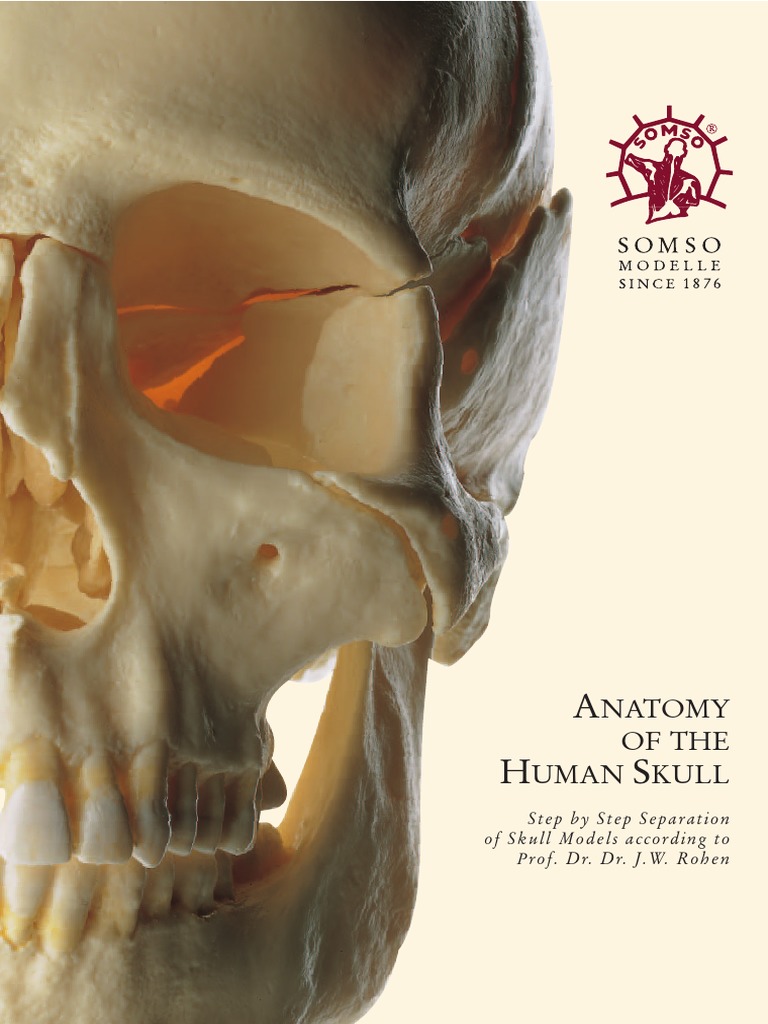 Anatomy of The Human Skull PDF | PDF | Skull | Skeletal System