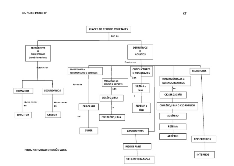 Mapa Conceptual de Los Tejidos Vegetales | PDF | Técnicas de laboratorio. | Fisiología