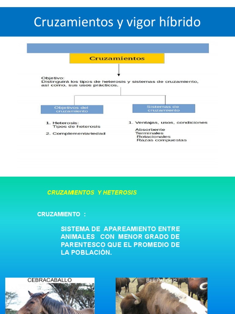 Cruzamientos y Vigor Híbrido en Bovinos | PDF | Organismos | Genética