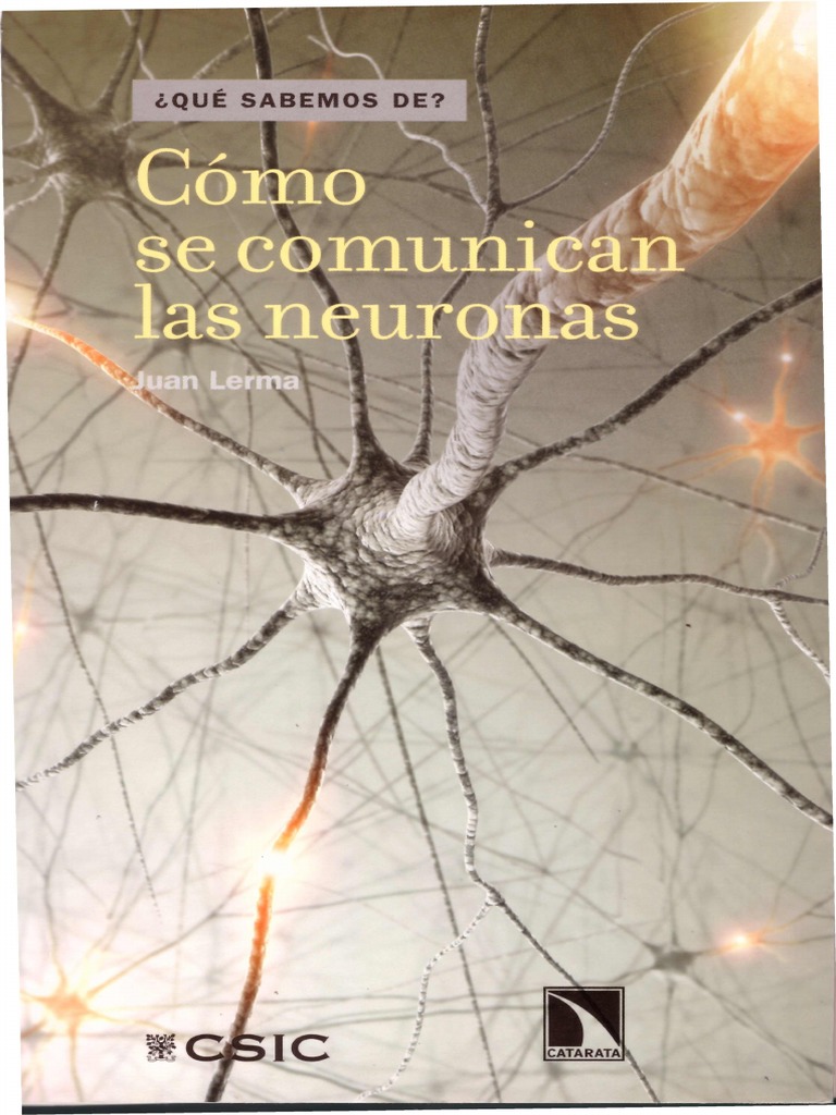 Como Se Comunican Las Neuronas PDF | PDF | Sinapsis | Neurona