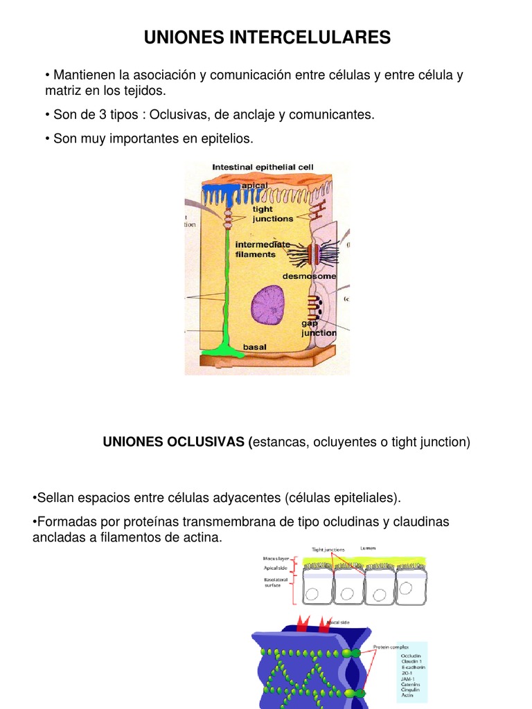 Tipos y funciones de uniones intercelulares | PDF | Anatomía Celular ...
