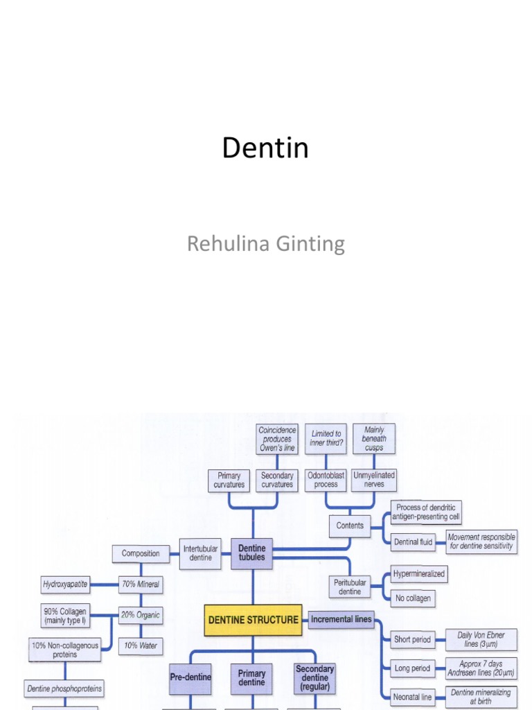 Dentin RG | PDF | Dentin | Tooth Enamel