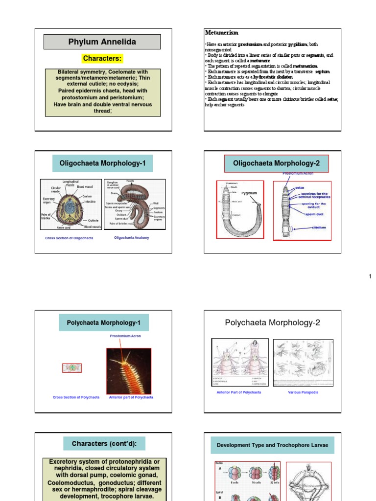 Annelida - 2018 - Ayu PDF | PDF | Protostomes | Organisms