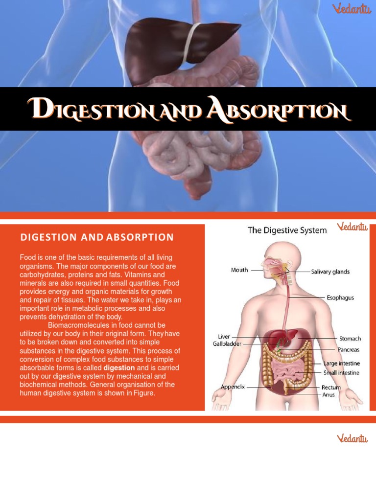 Digestion and Absorption | PDF | Digestion | Human Digestive System