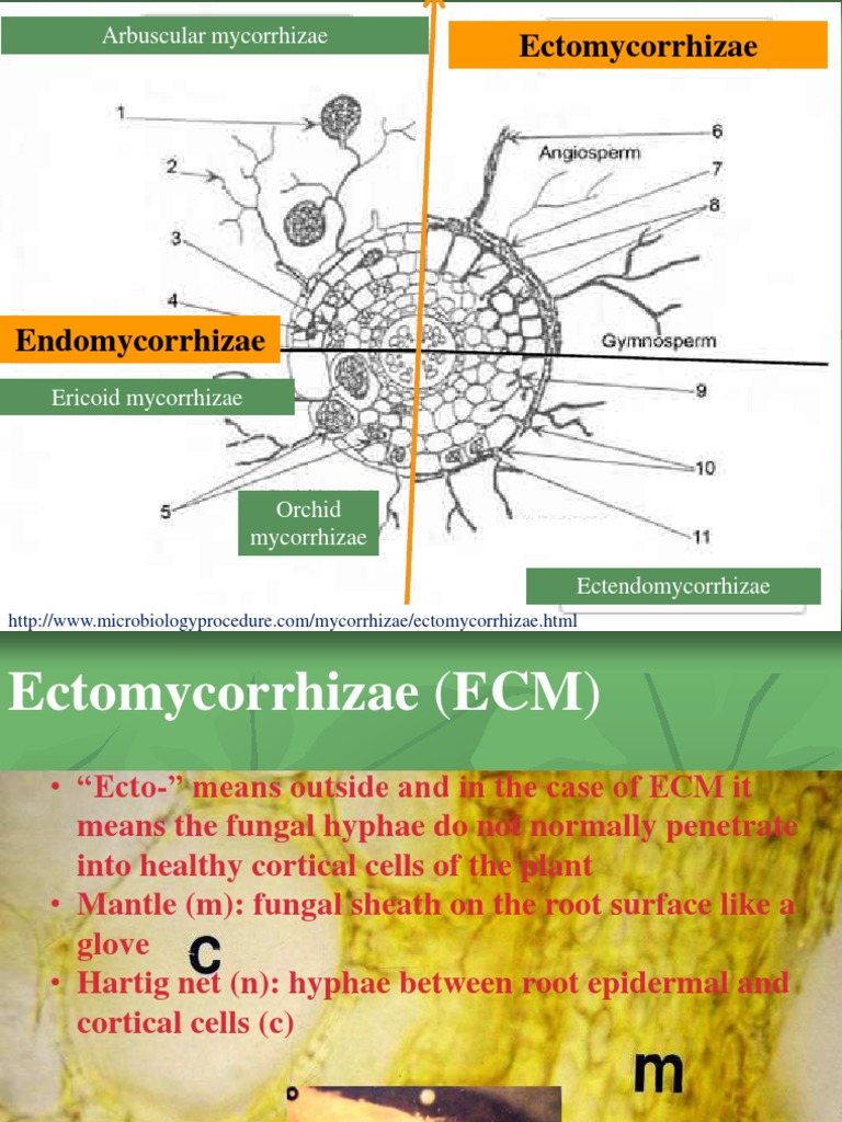 Ectomy Corr Hi Zae | Download Free PDF | Fungus | Horticulture And ...