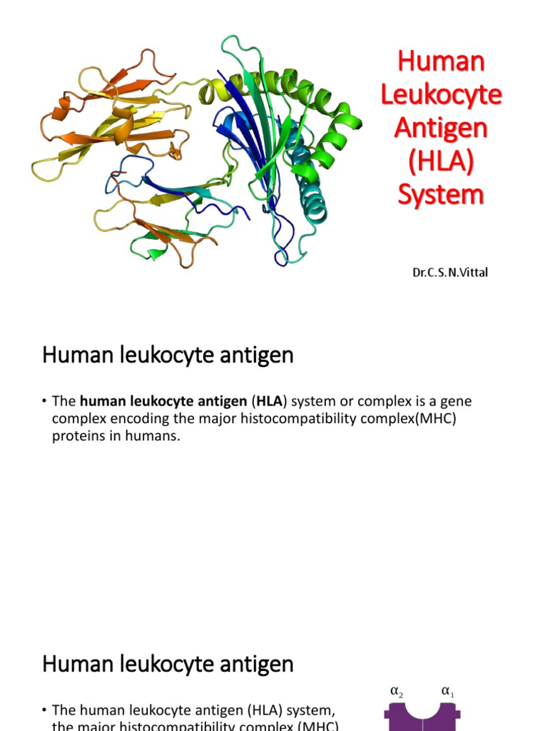 Human Leukocyte Antigen (HLA) System: Dr.C.S.N.Vittal | PDF | Major ...
