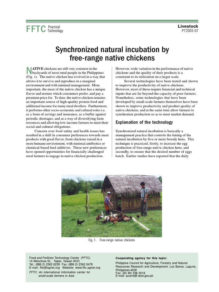 Synchronized Natural Incubation by Free-Range Native Chickens | PDF ...
