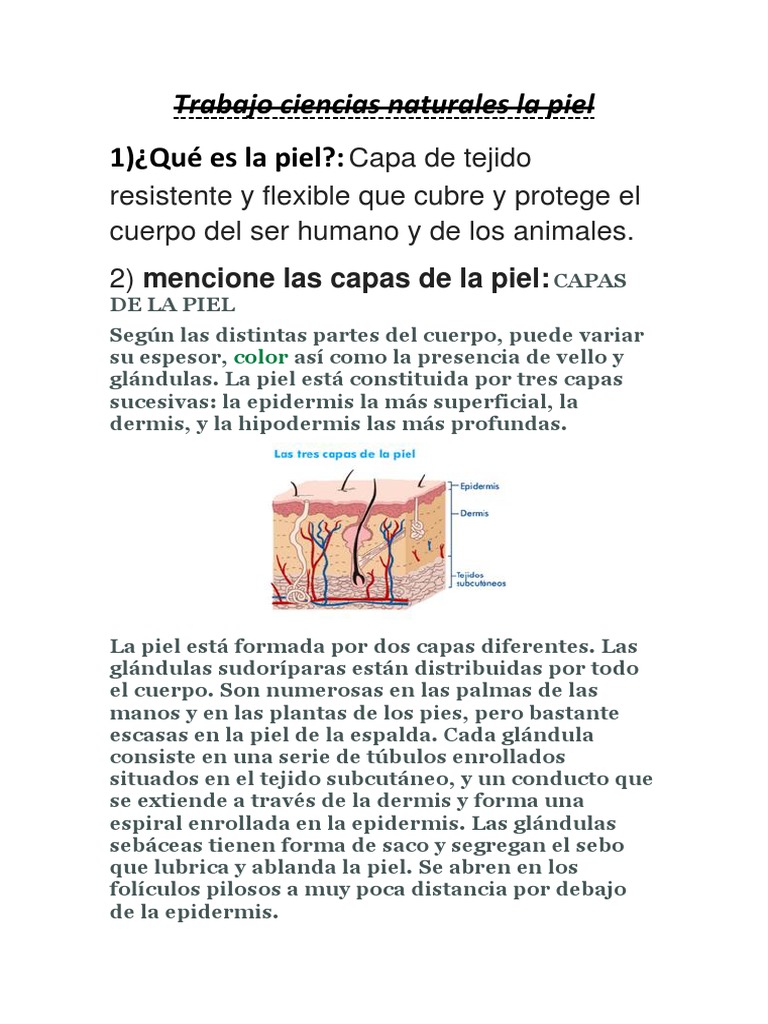 Estructura y funciones de la piel | PDF | Piel | Epidermis