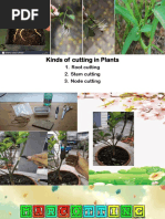 Marcotting: Easy Plant Propagation Guide | PDF | Horticulture | Botany