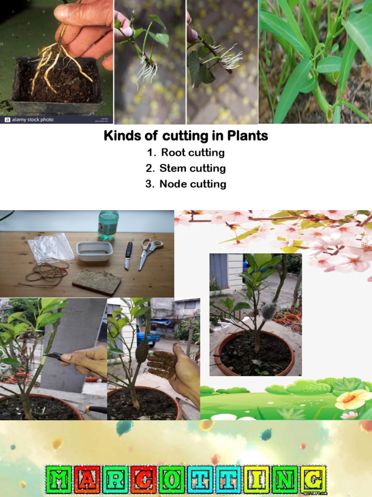 Kinds of Cutting in Plants: 1. Root Cutting 2. Stem Cutting 3. Node ...