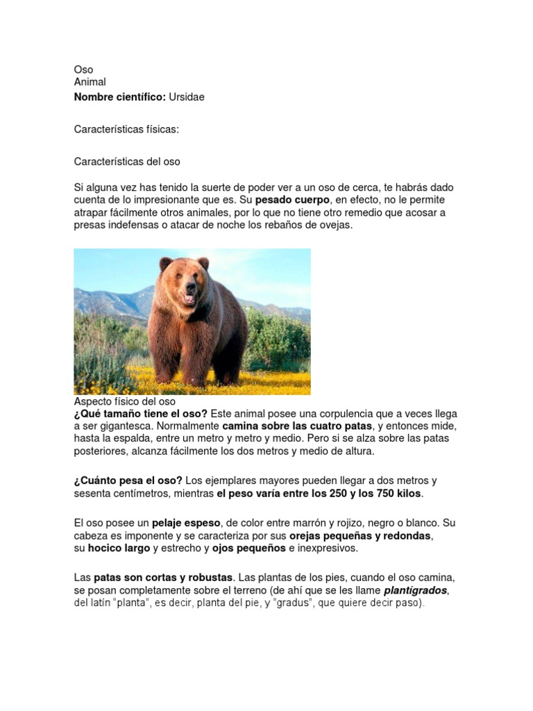 Características y Hábitos del Oso | PDF | Osos | Evolución