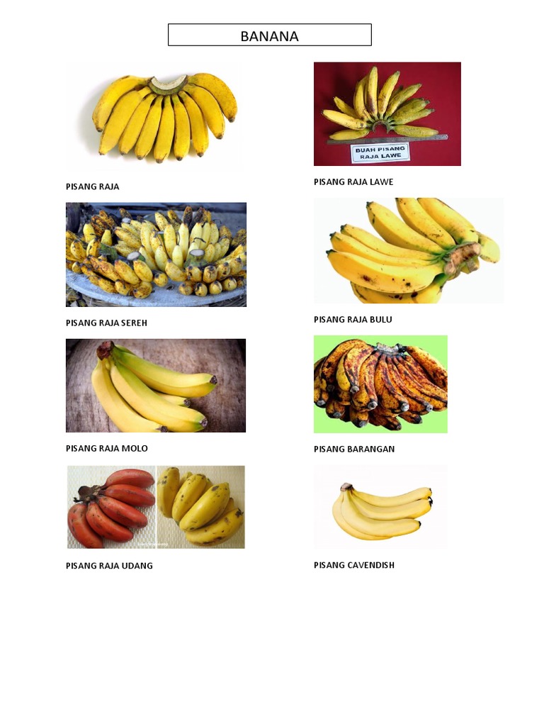 Macam Macam Pisang | PDF