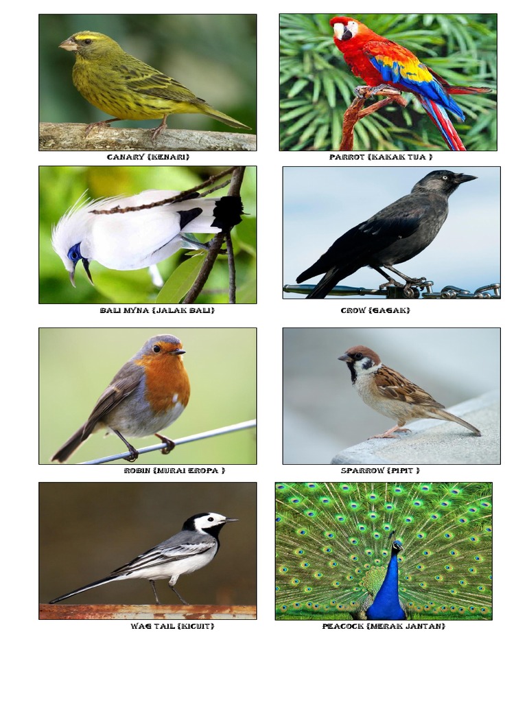 A Comprehensive List of Common Indonesian Birds | PDF