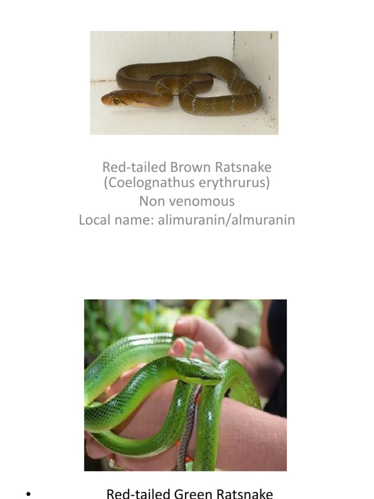 Snakes of the Philippines: Venomous & Non-Venomous | PDF