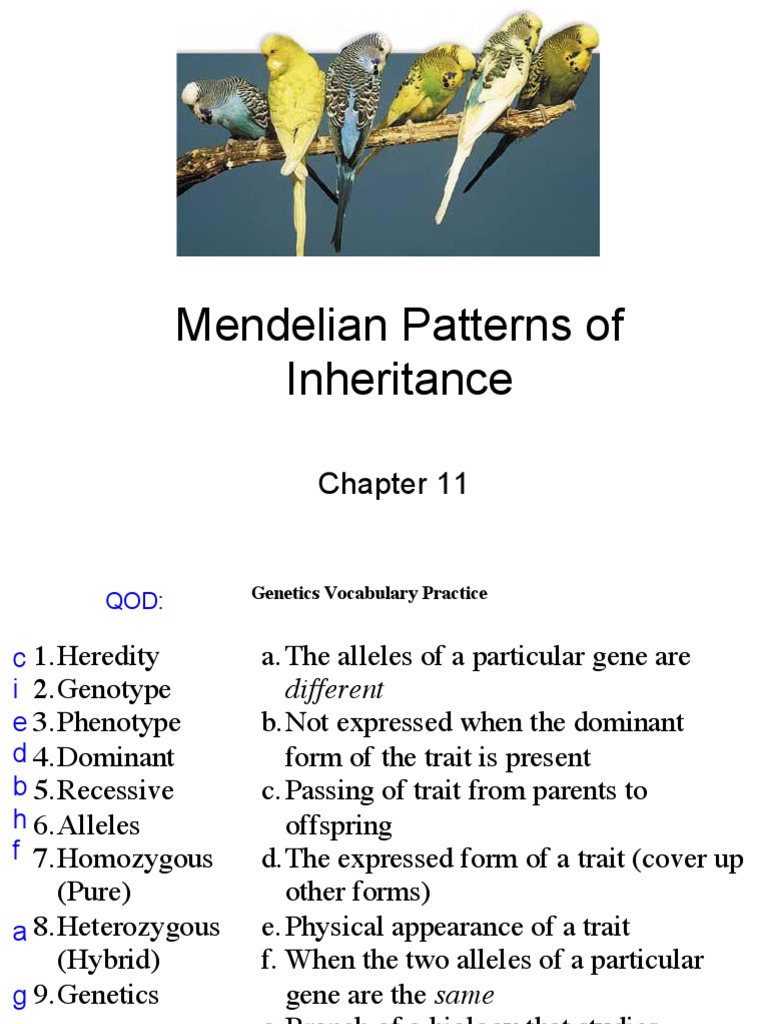 CH 11 Mendelian Patterns of Inheritance | PDF | Dominance (Genetics ...