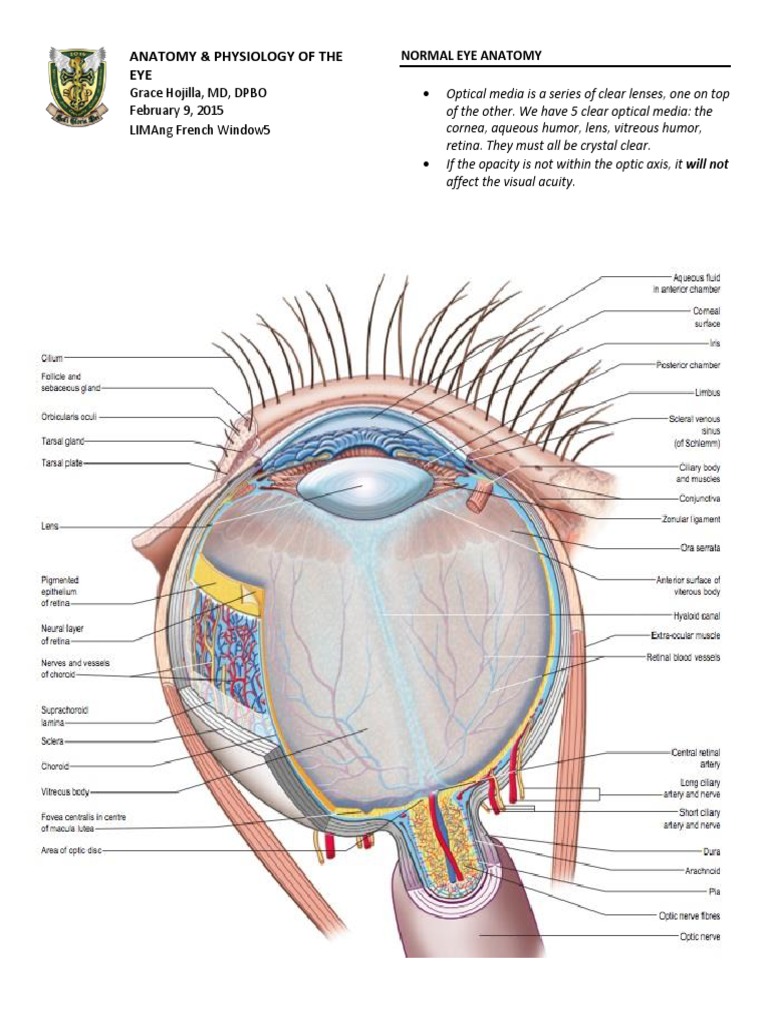 Anatomy and Physiology of the Eye | PDF | Cornea | Visual System