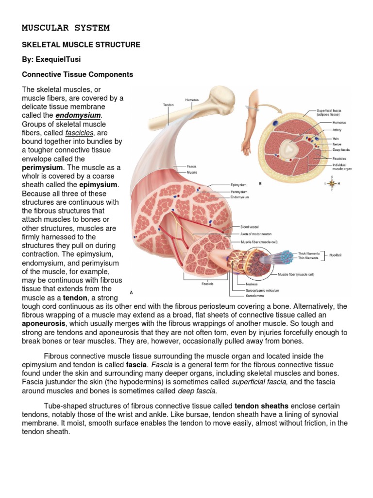 MUSCULAR SYSTEM Written Report | PDF | Vertebral Column | Pelvis