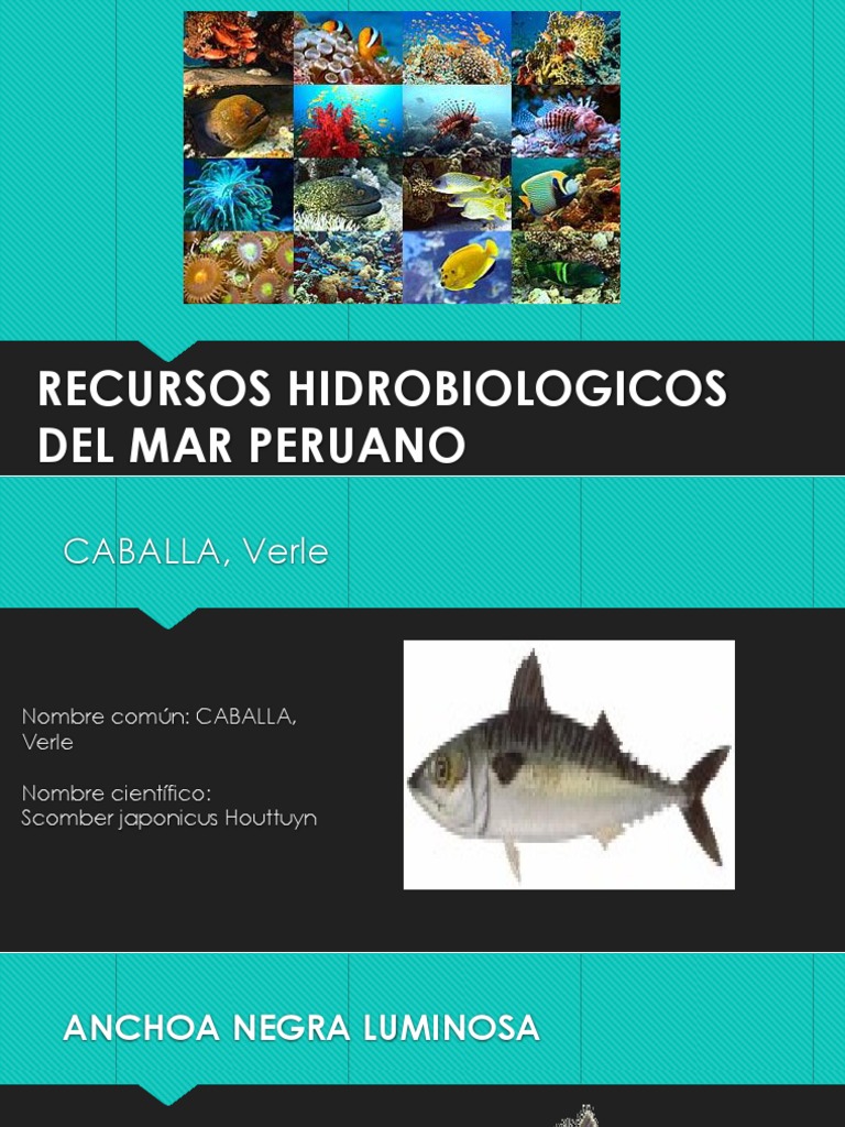 Recursos Hidrobiologicos Del Mar Peruano | PDF | Mariscos | Animales ...