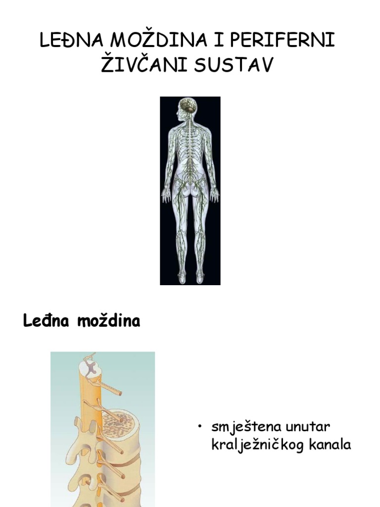 Ledjina Mozdina I Zivci | PDF