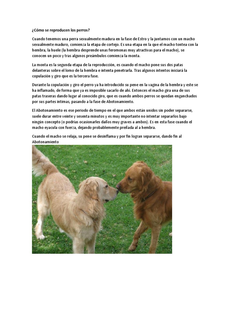 Cómo Se Reproducen Los Perros | PDF