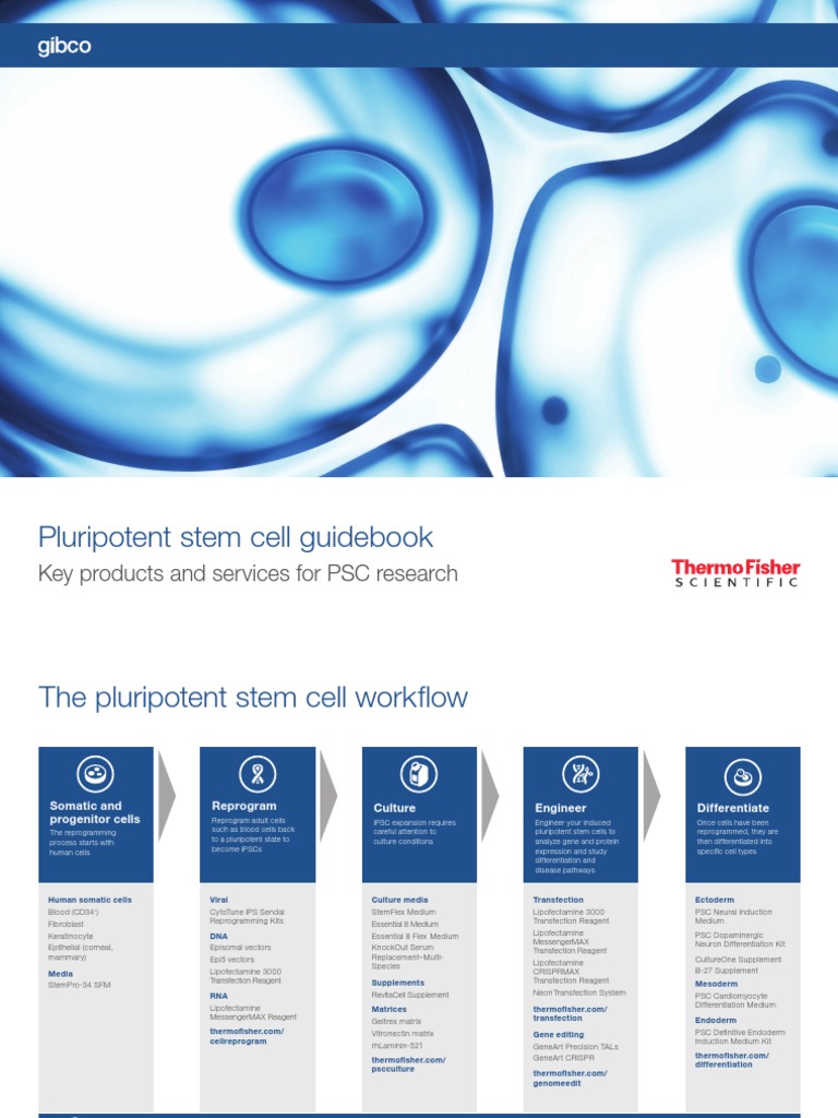 Pluripotent Stem Cell Guidebook | PDF | Stem Cell | Cellular ...