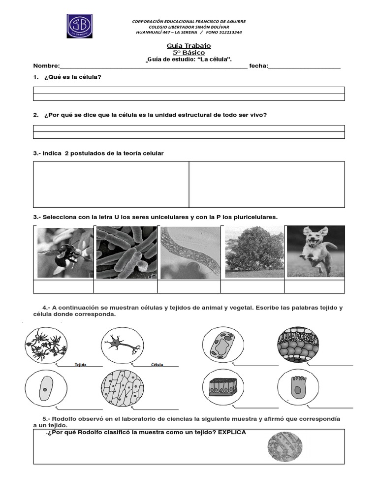 Guia 5to Celula y Organismos | PDF | Biología Celular) | Tejido (biología)
