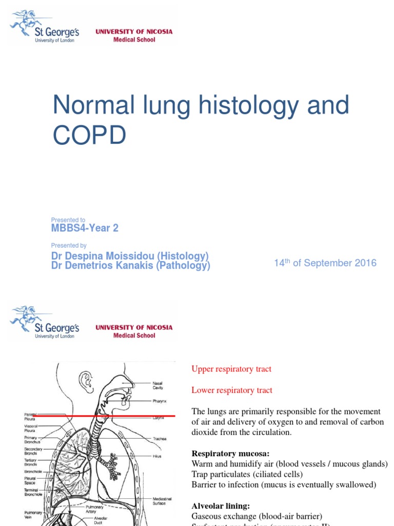 Normal Histology of the Lung and Pathophysiology of COPD (T Year ...
